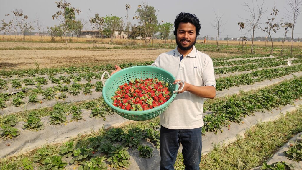 Strawberry Farming in India -Full details | PURVANCHAL FARMS