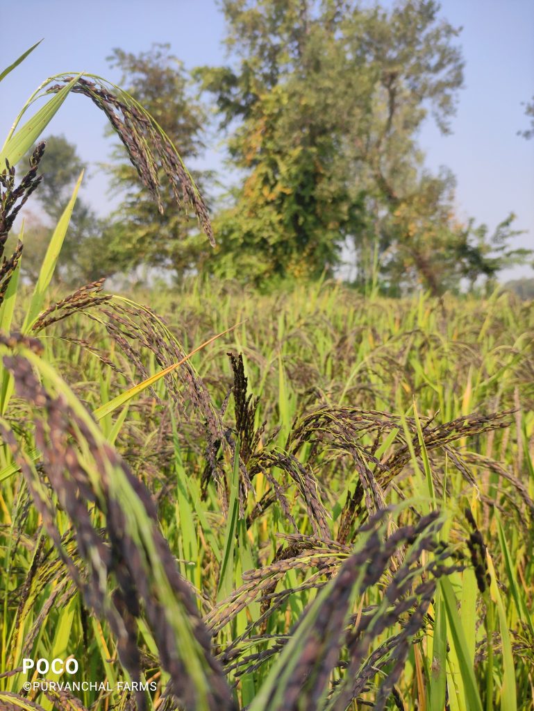 KALA NAMAK Rice from Purvanchal - Buy online 9 Kg Pack | PURVANCHAL FARMS